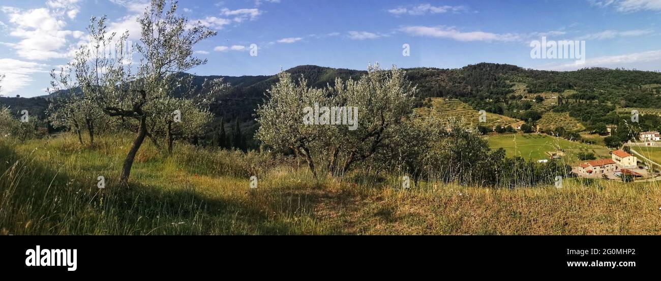 panoramic view of an olive grove near a typical country town Stock ...