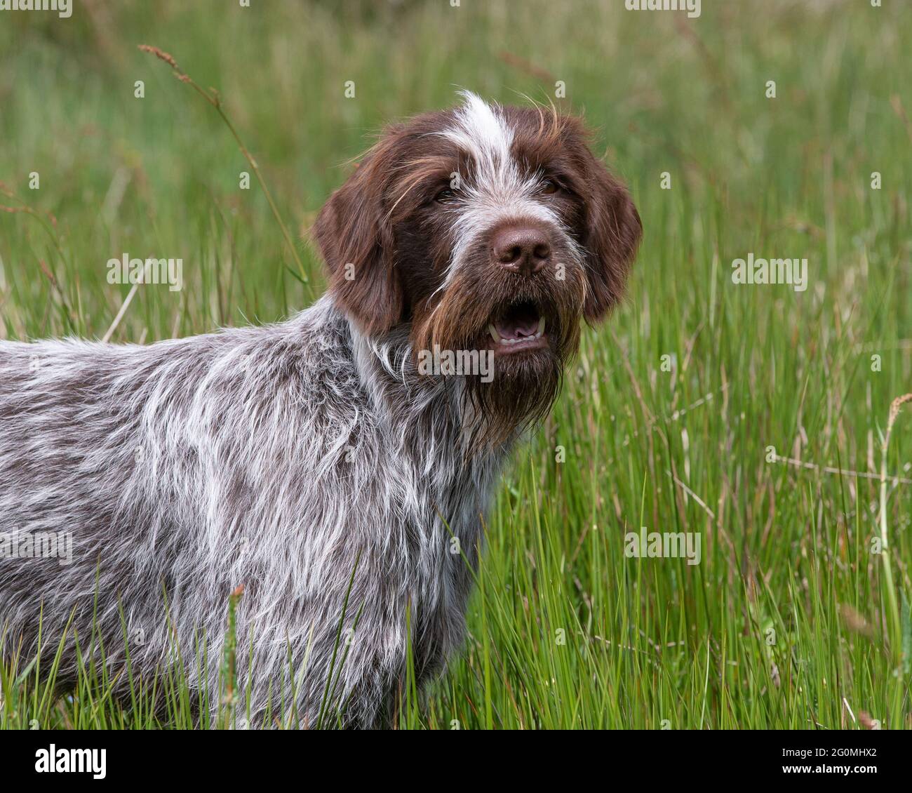 Are Wirehaired Pointing Griffon Puppies Lazy