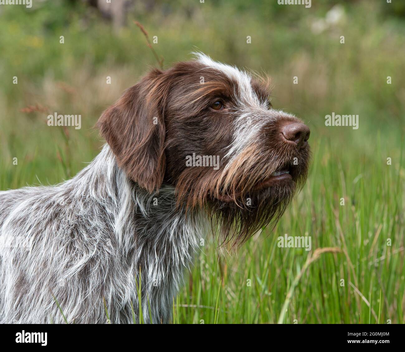 Korthals griffon dog Stock Photo - Alamy