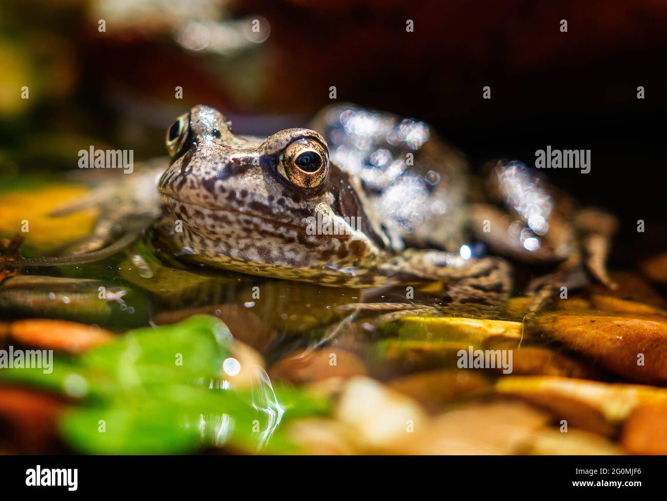 Mature frogs hi-res stock photography and images - Alamy
