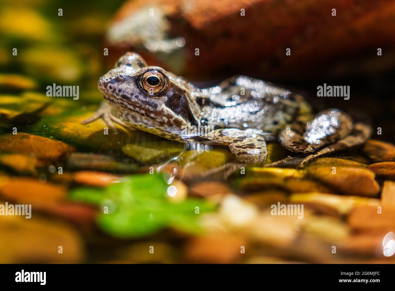 Water bathing frog hi-res stock photography and images - Alamy