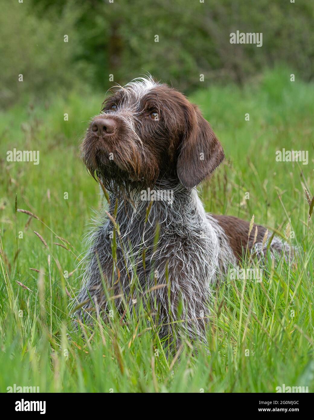 Korthals griffon dog Stock Photo - Alamy