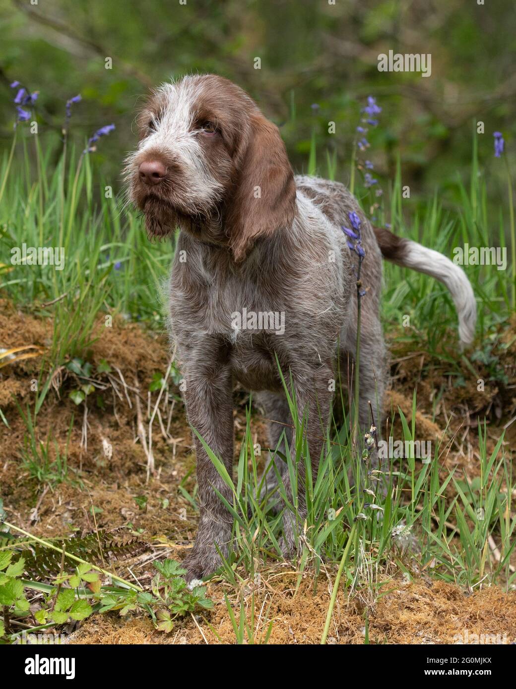 Italian Spinone