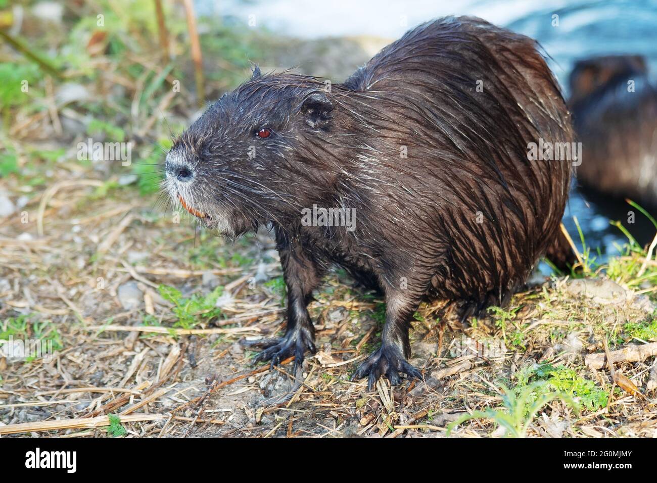 Nutria myocastor coypus coypu feeding hi-res stock photography and ...