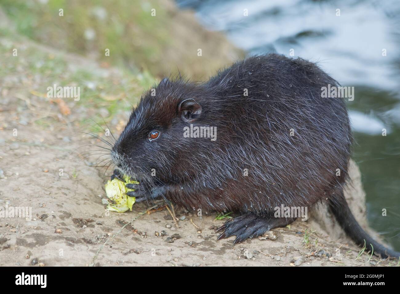 Curious nutria hi-res stock photography and images - Alamy