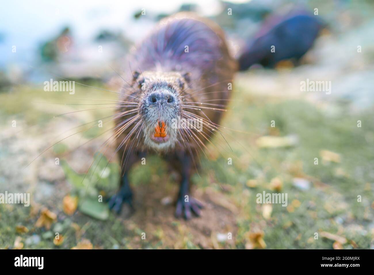 Rodent incisors teeth hi-res stock photography and images - Alamy