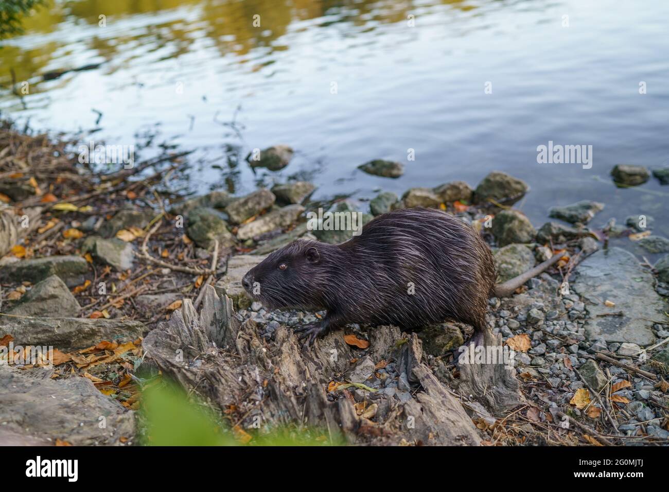 A nutria coypu in search of food Stock Photo - Alamy