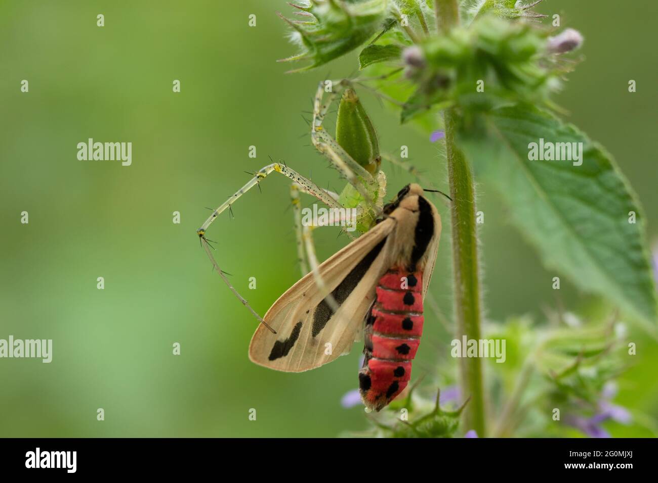 A green spider capturing a brown insect with wings entangled in its web ...