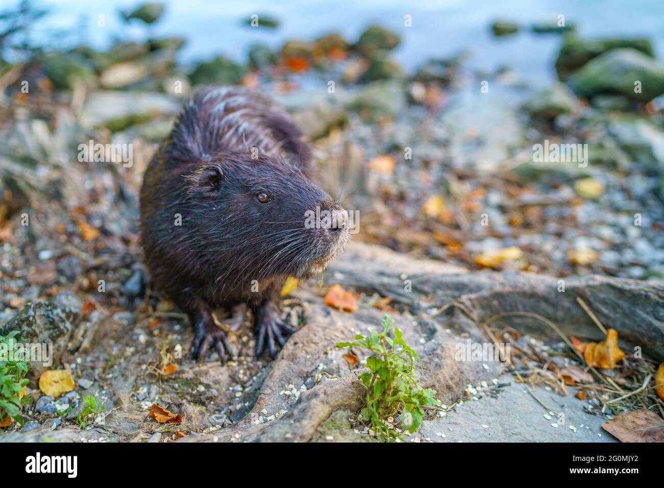 A nutria coypu in search of food Stock Photo - Alamy