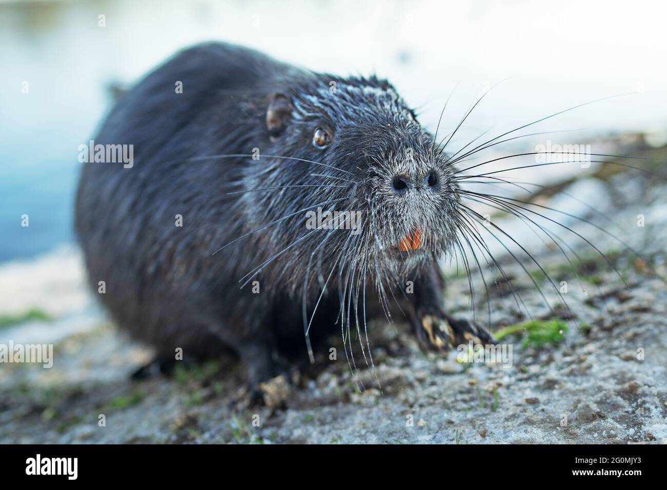 Nutria in nature hi-res stock photography and images - Alamy