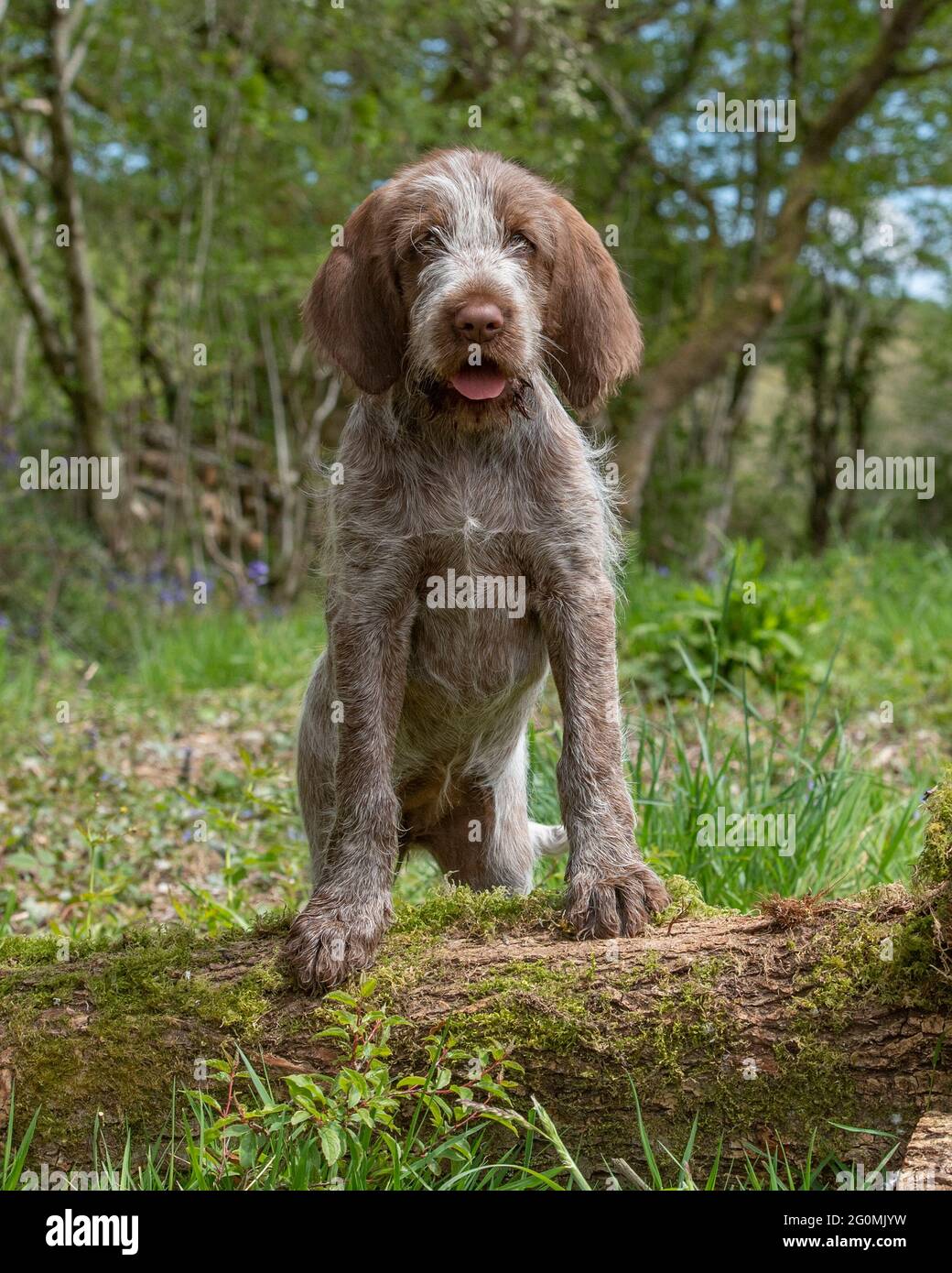 italian Spinone puppy Stock Photo - Alamy