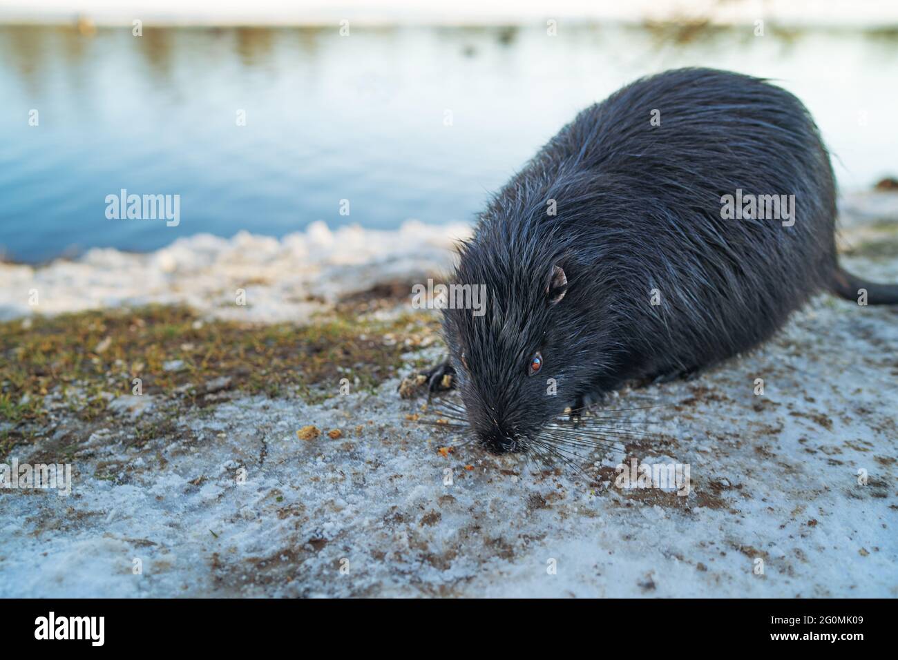 Nutria in nature hi-res stock photography and images - Alamy
