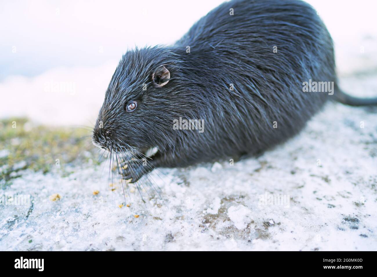 A nutria coypu in search of food Stock Photo - Alamy