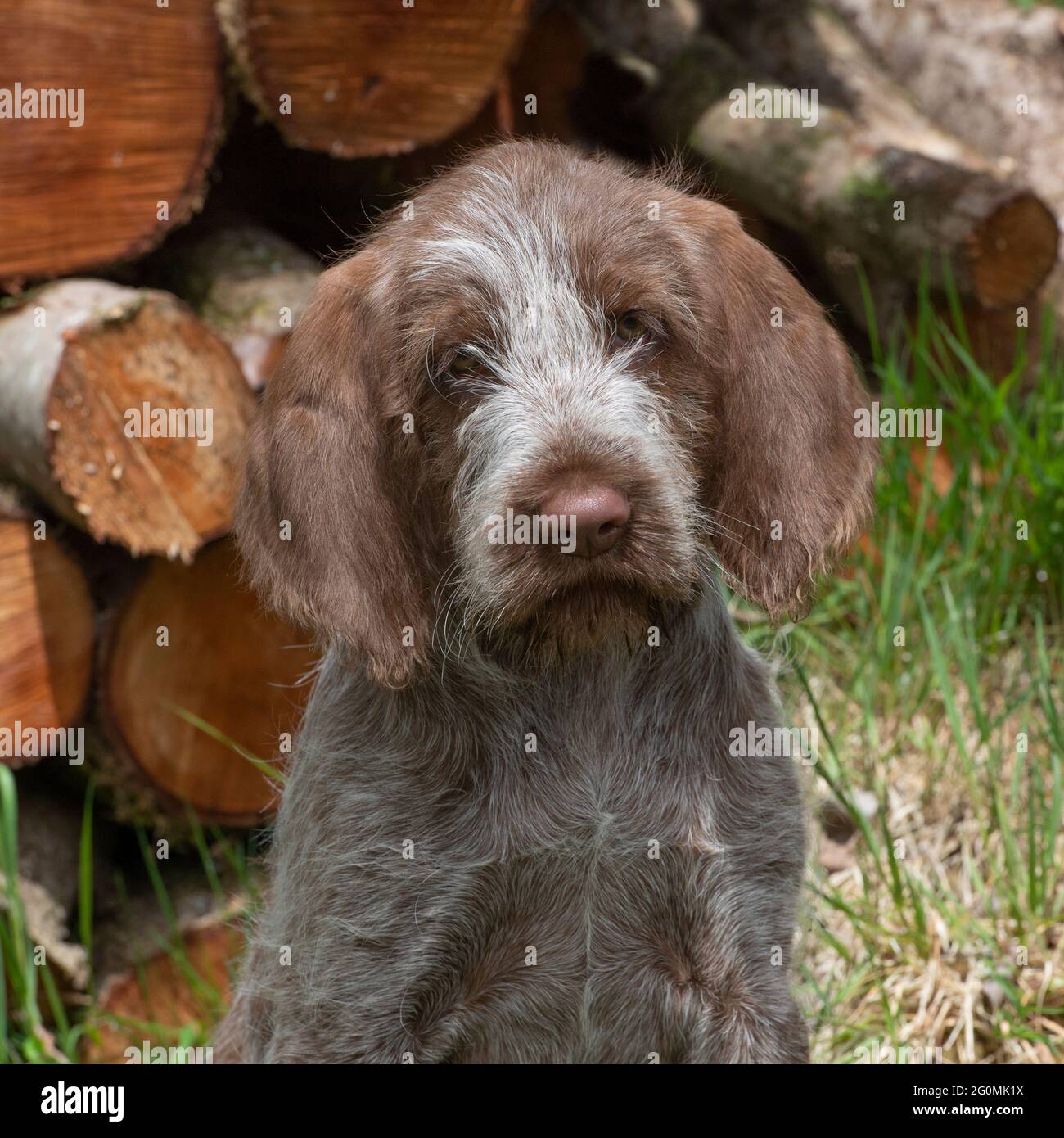 italian Spinone puppy Stock Photo - Alamy