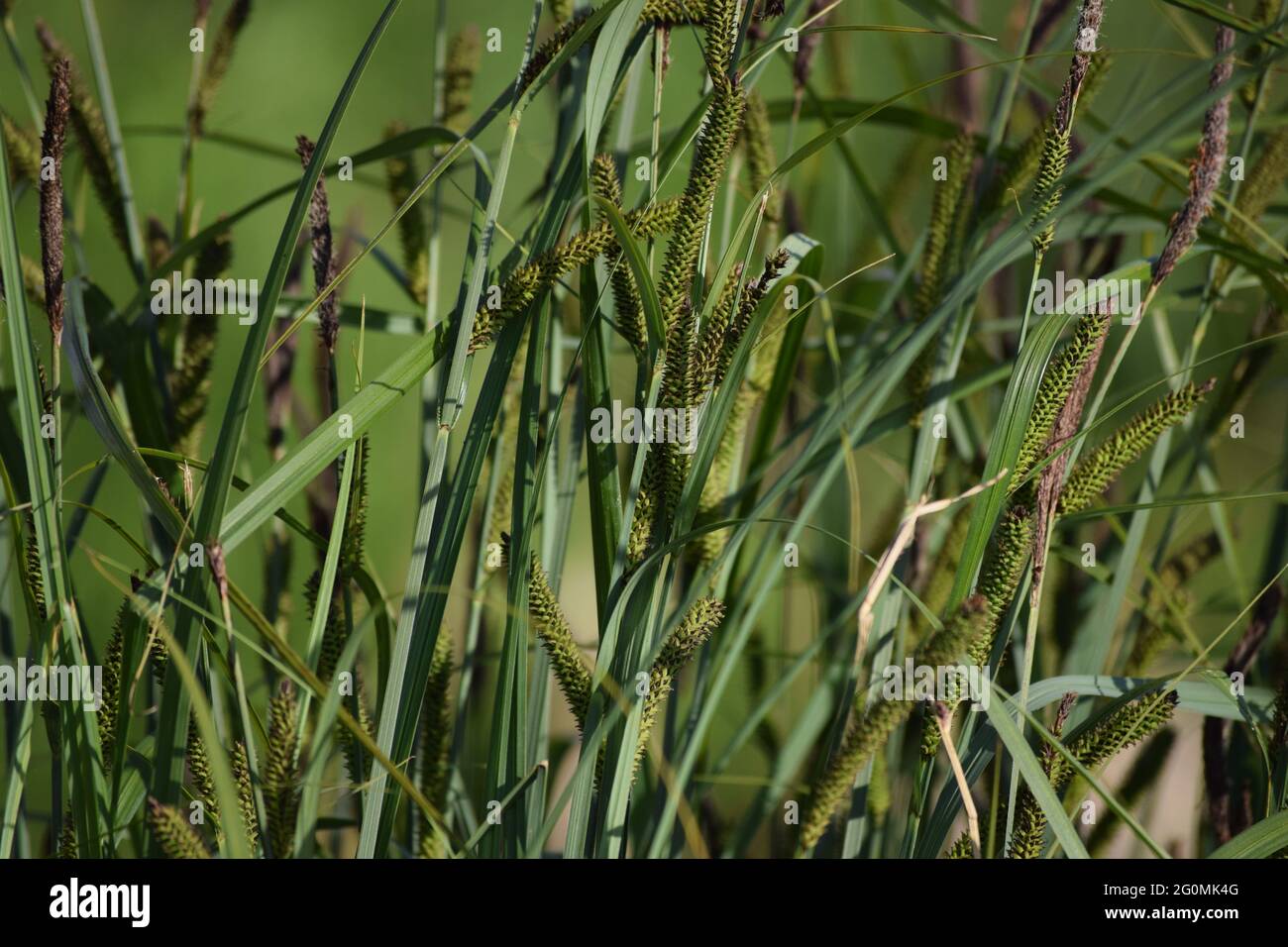 Types of sedge hi-res stock photography and images - Alamy