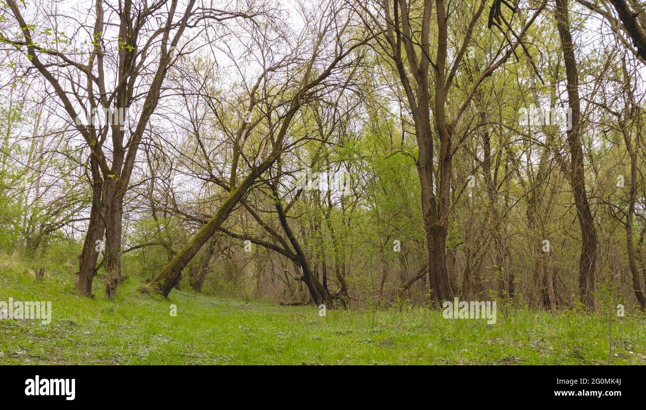 View of a field with trees in the background - landscape Stock Photo ...