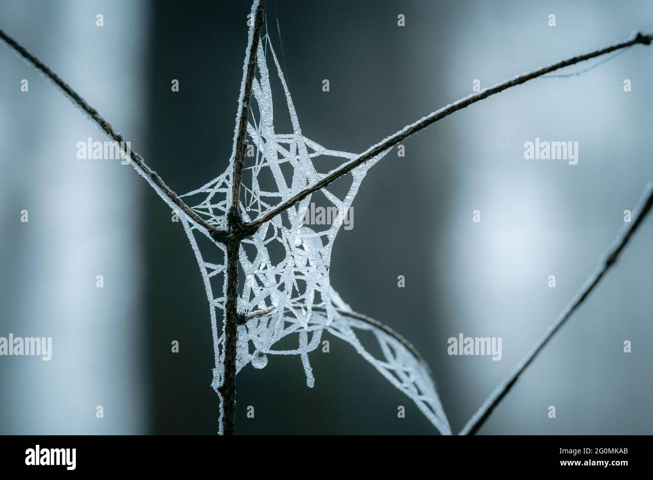 frozen spider web formed like a star with snow ice Stock Photo - Alamy