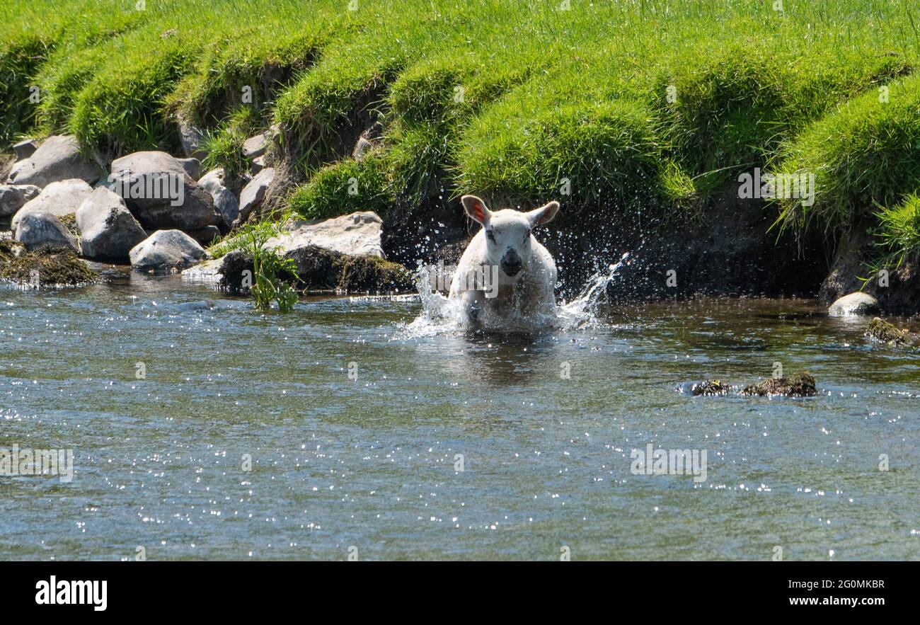 Sheep by the river hi-res stock photography and images - Alamy