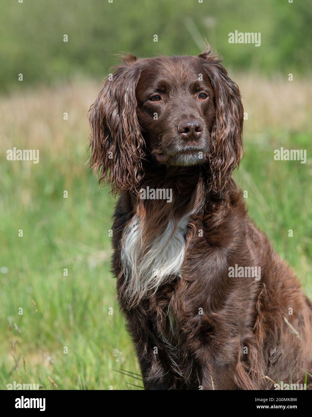 German longhaired pointer hi-res stock photography and images - Alamy