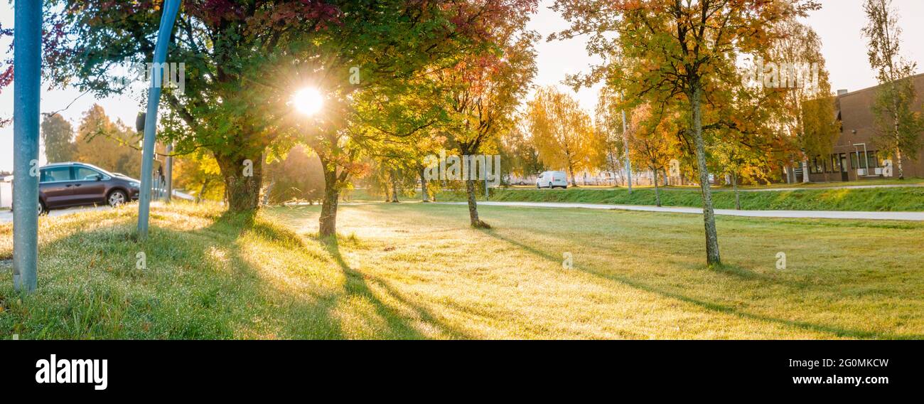 Scenic wide panorama of rising Sun shining through autumn colored rowan ...