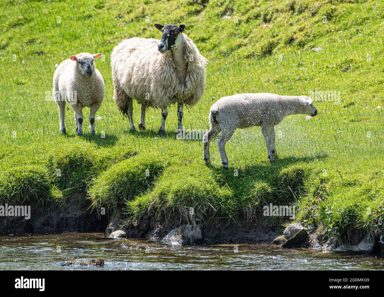 News animals lamb hi-res stock photography and images - Alamy