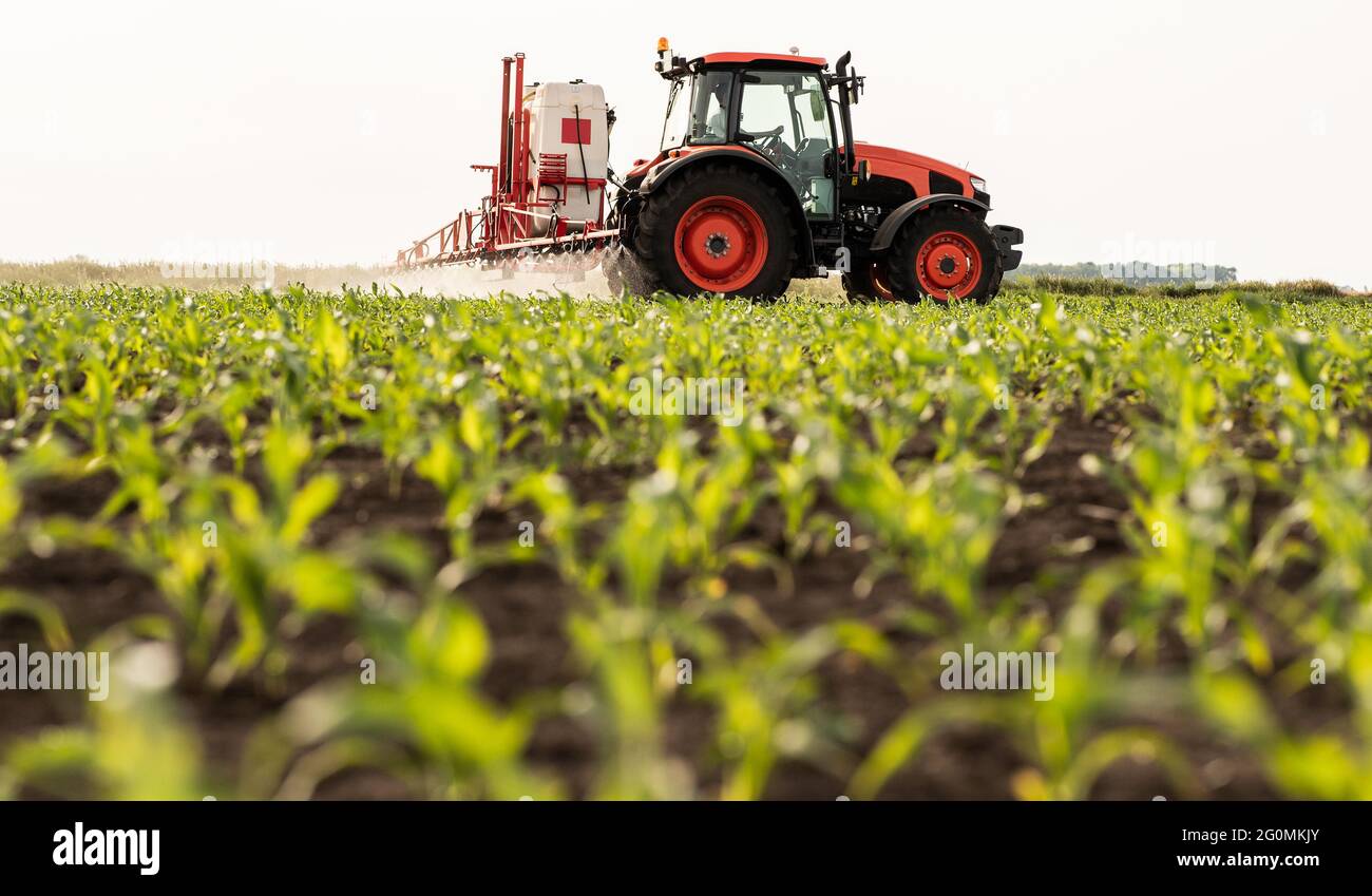 Tractor spraying pesticides on corn field with sprayer at spring Stock ...