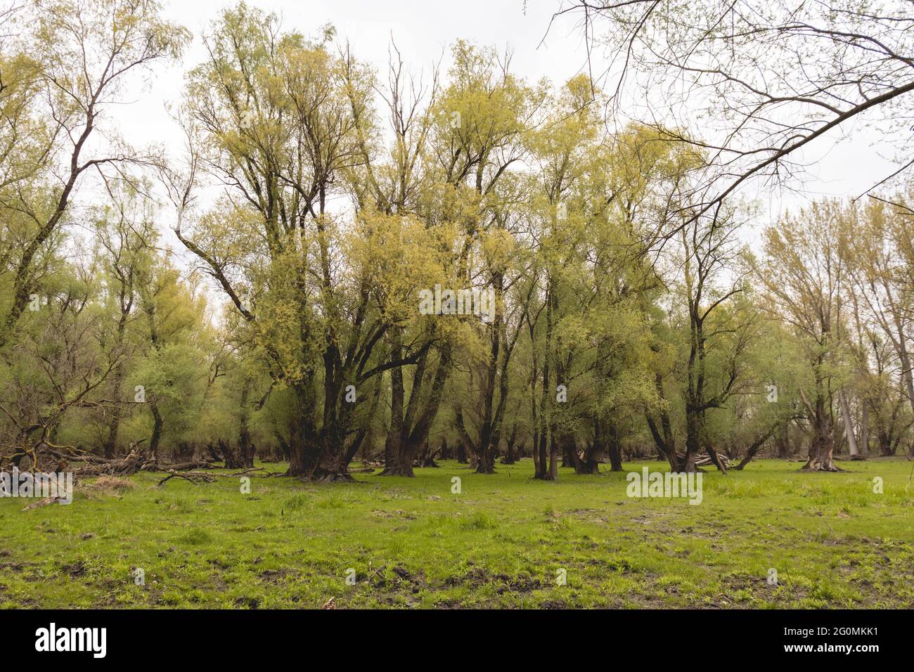 Willow forest with fallen trees and green grass Stock Photo - Alamy