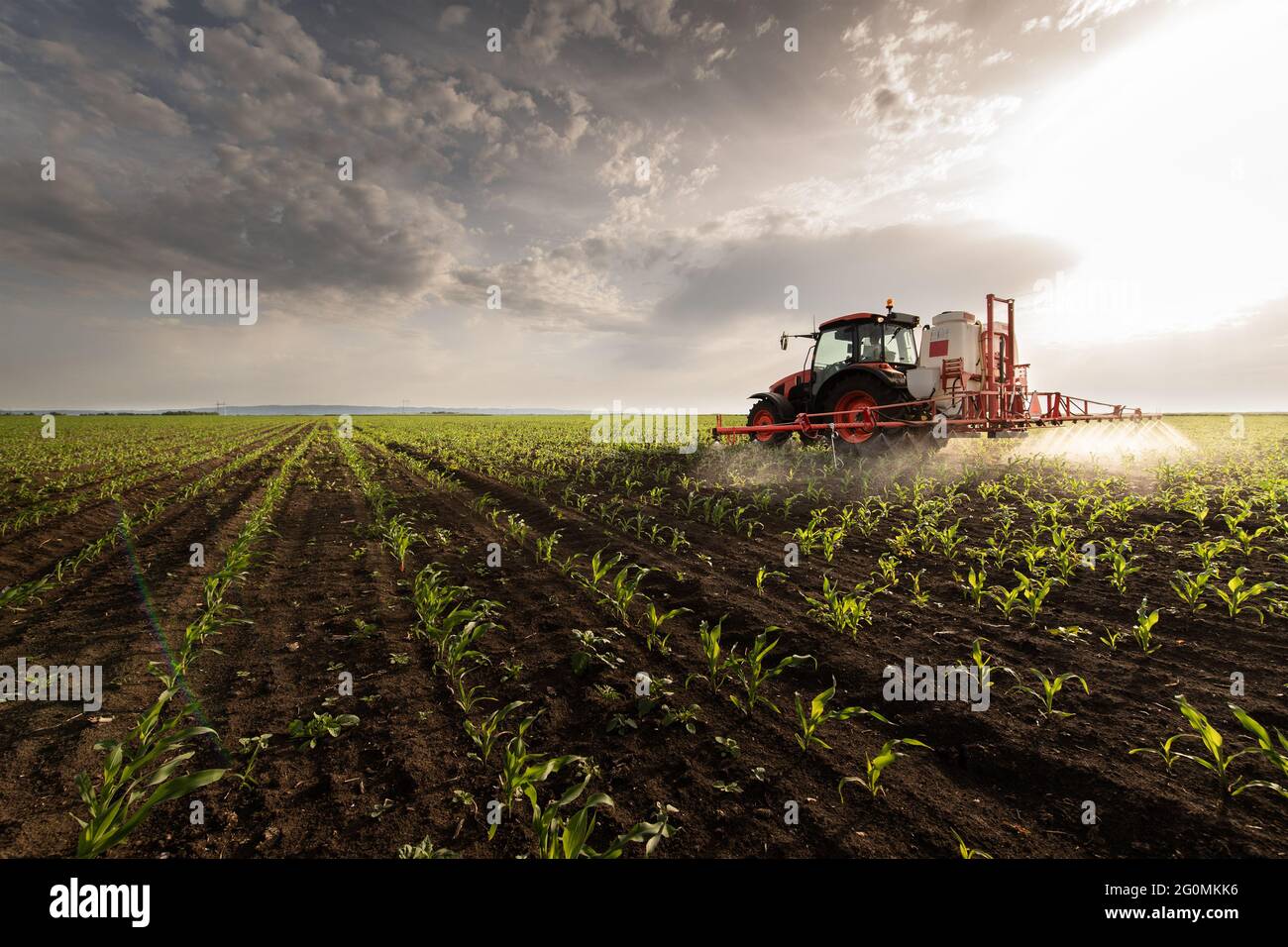 Tractor spraying pesticides on corn field with sprayer at spring Stock ...