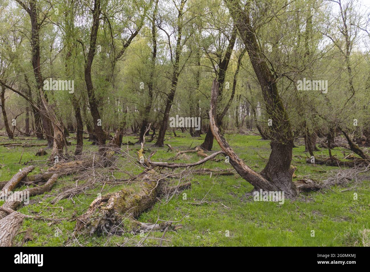 Willow forest hi-res stock photography and images - Alamy