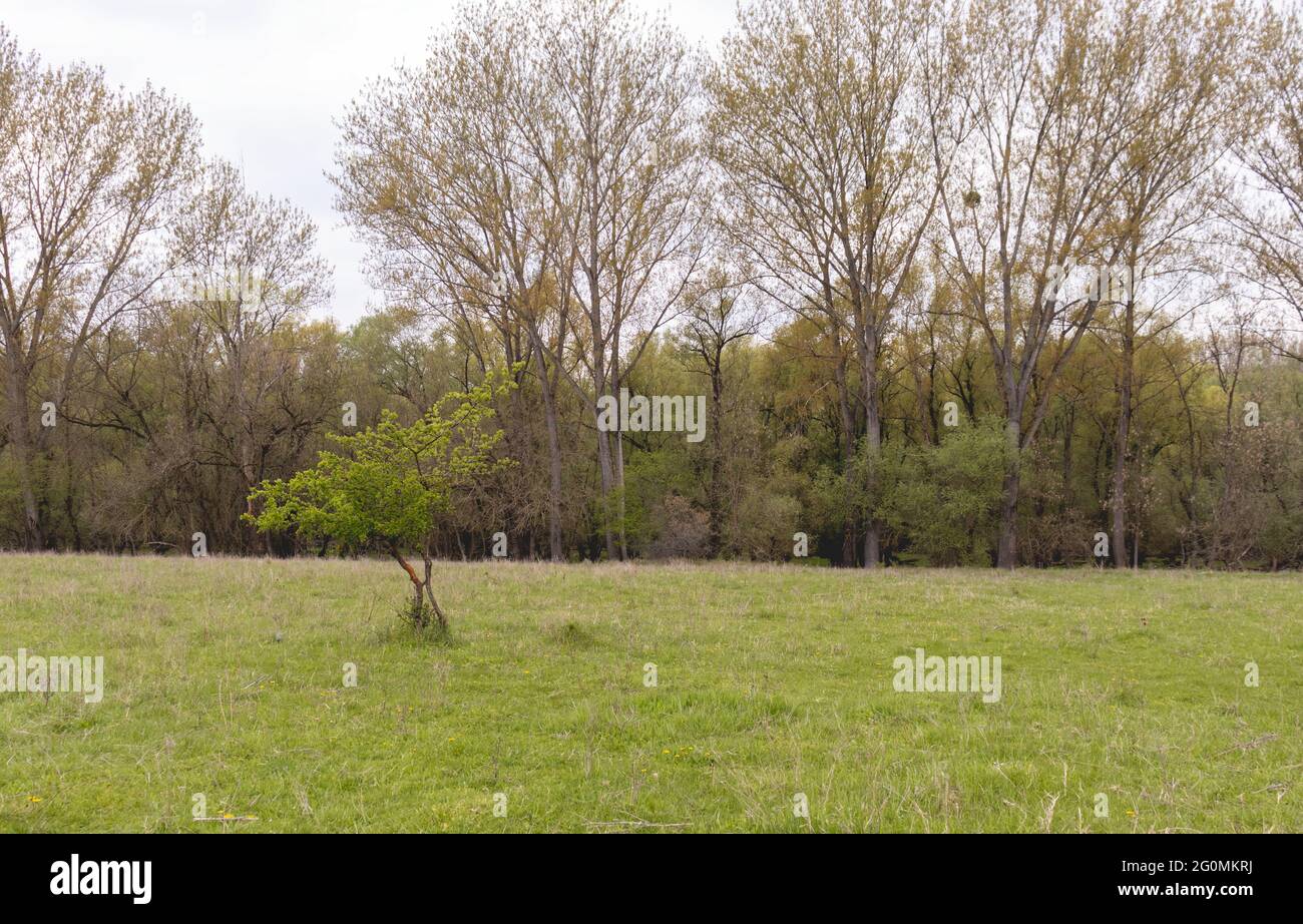 A lonely green tree in a green field with trees in the distance Stock ...