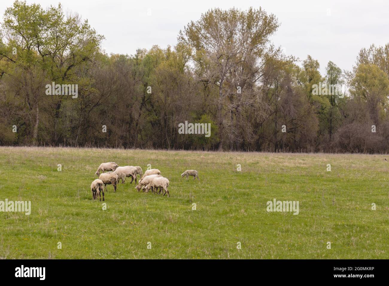 Sheared sheep hi-res stock photography and images - Alamy