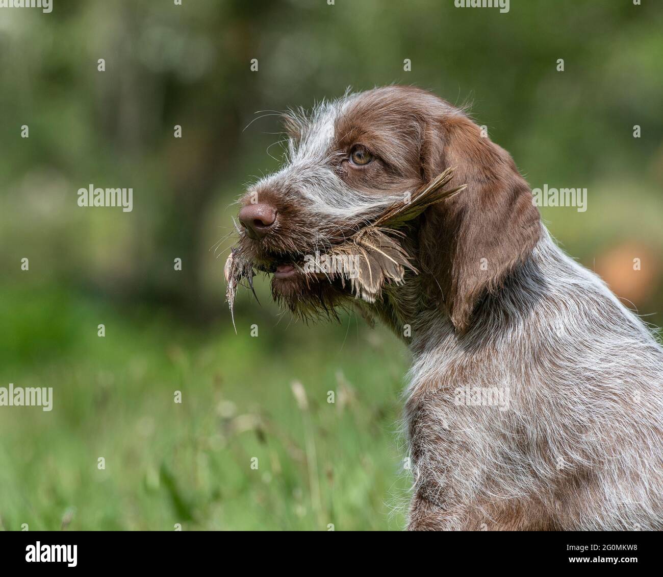 Italian Spinone puppy Stock Photo - Alamy