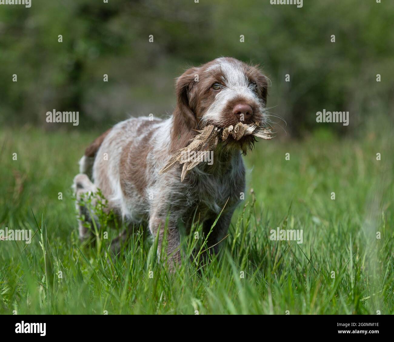 Italian Spinone puppy Stock Photo - Alamy