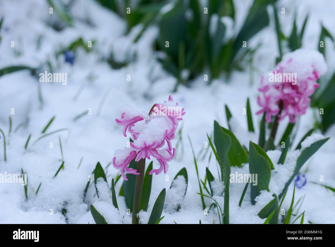 Ice capped flowers hi-res stock photography and images - Alamy