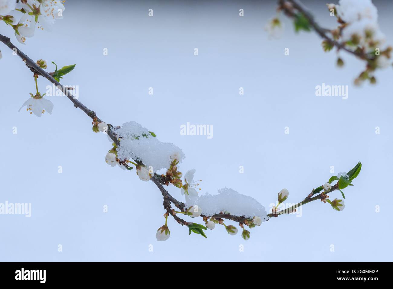 Cherry blossom in garden capped with snow during cold snap of ice ...