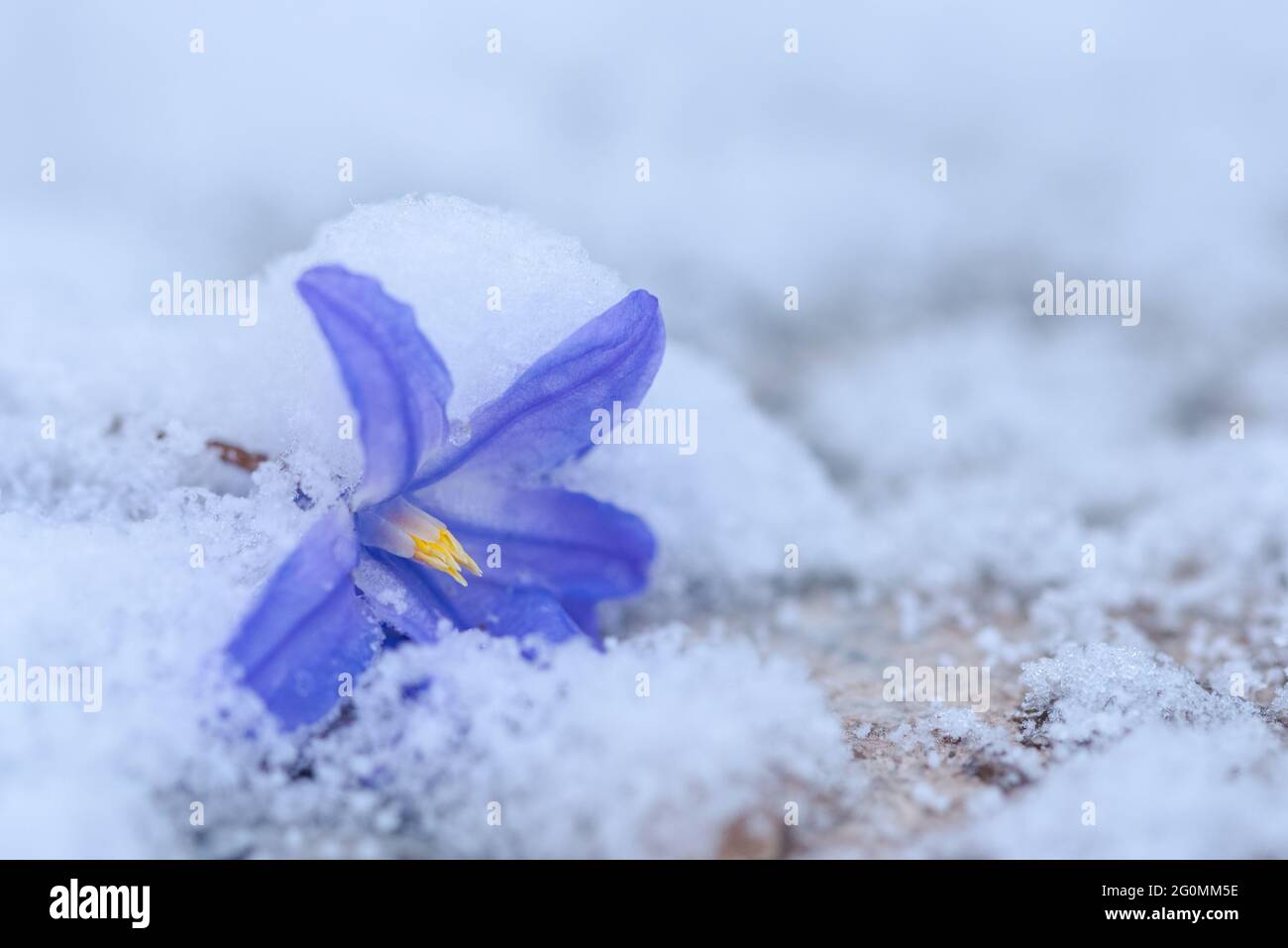 Blue spring flower in garden capped with snow during cold snap of ice ...