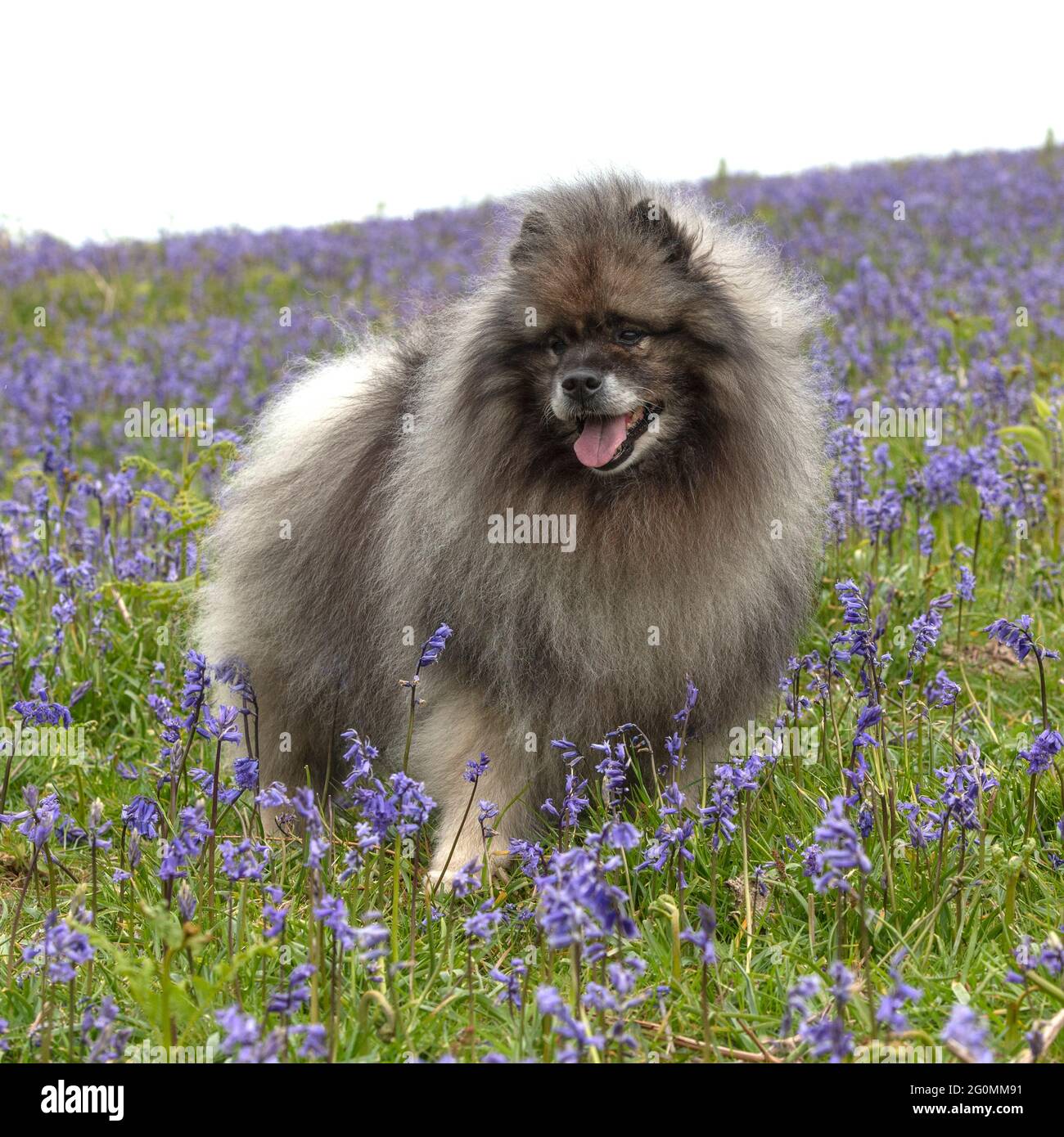 Keeshonden hi-res stock photography and images - Alamy