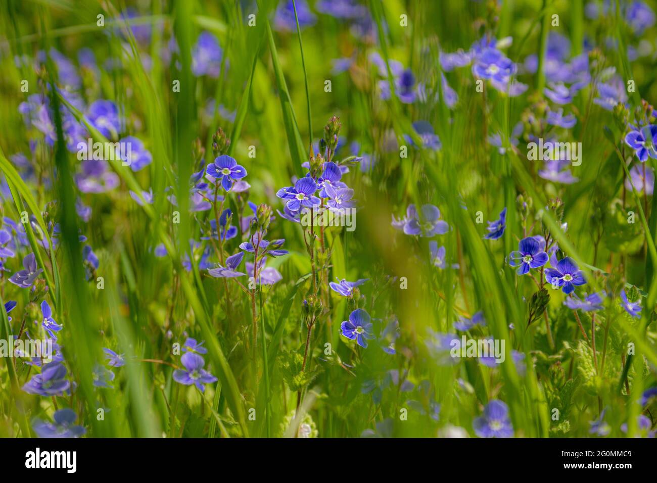 Lawn grasses hi-res stock photography and images - Alamy