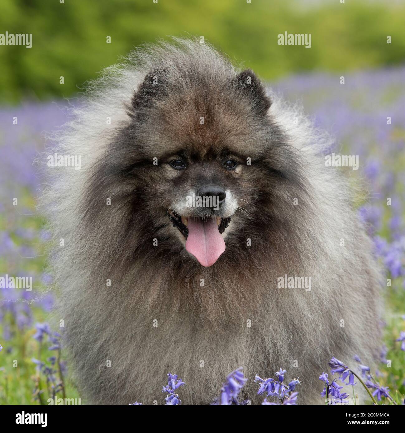 Keeshonden hi-res stock photography and images - Alamy