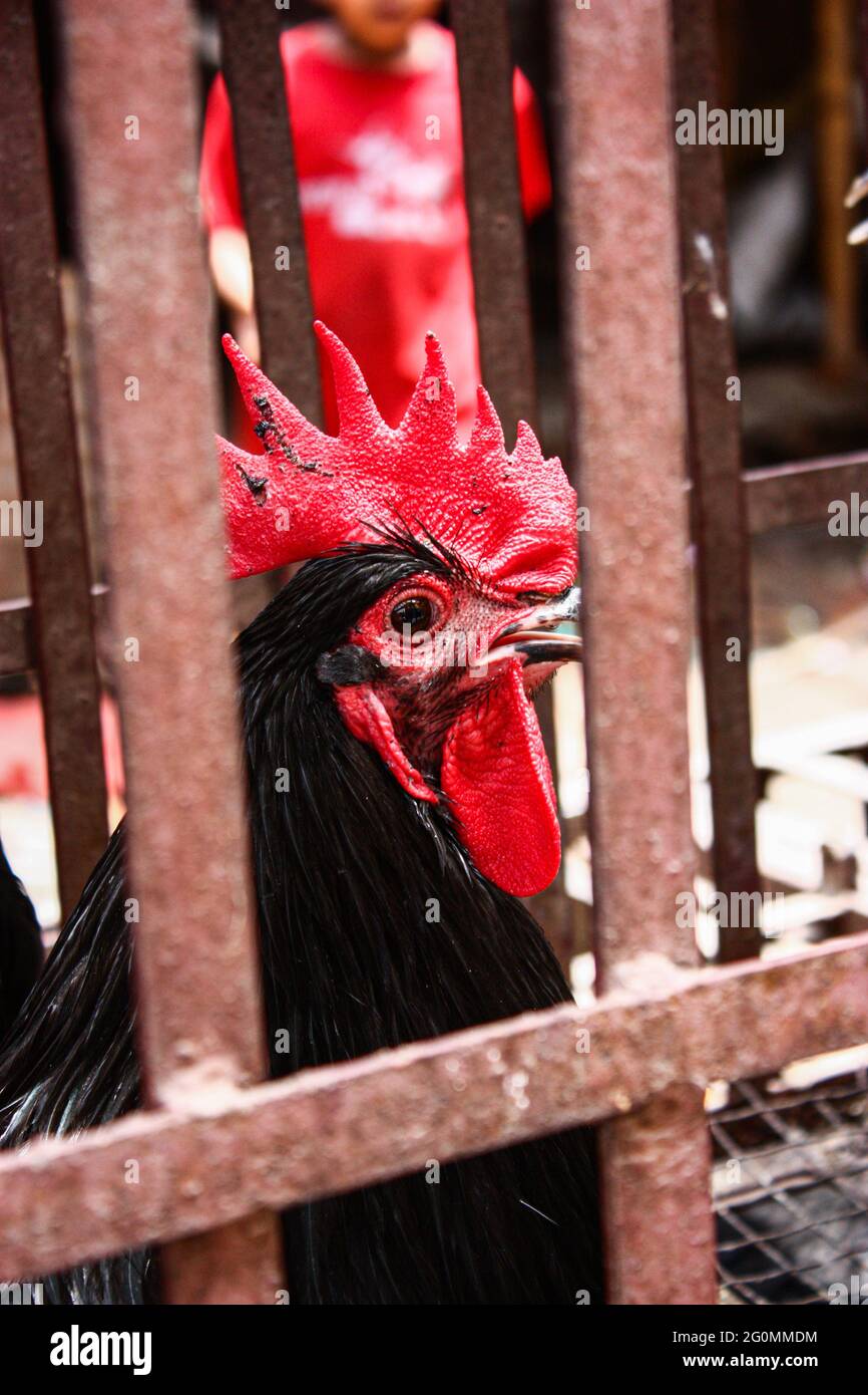 Metallic rooster hi-res stock photography and images - Alamy