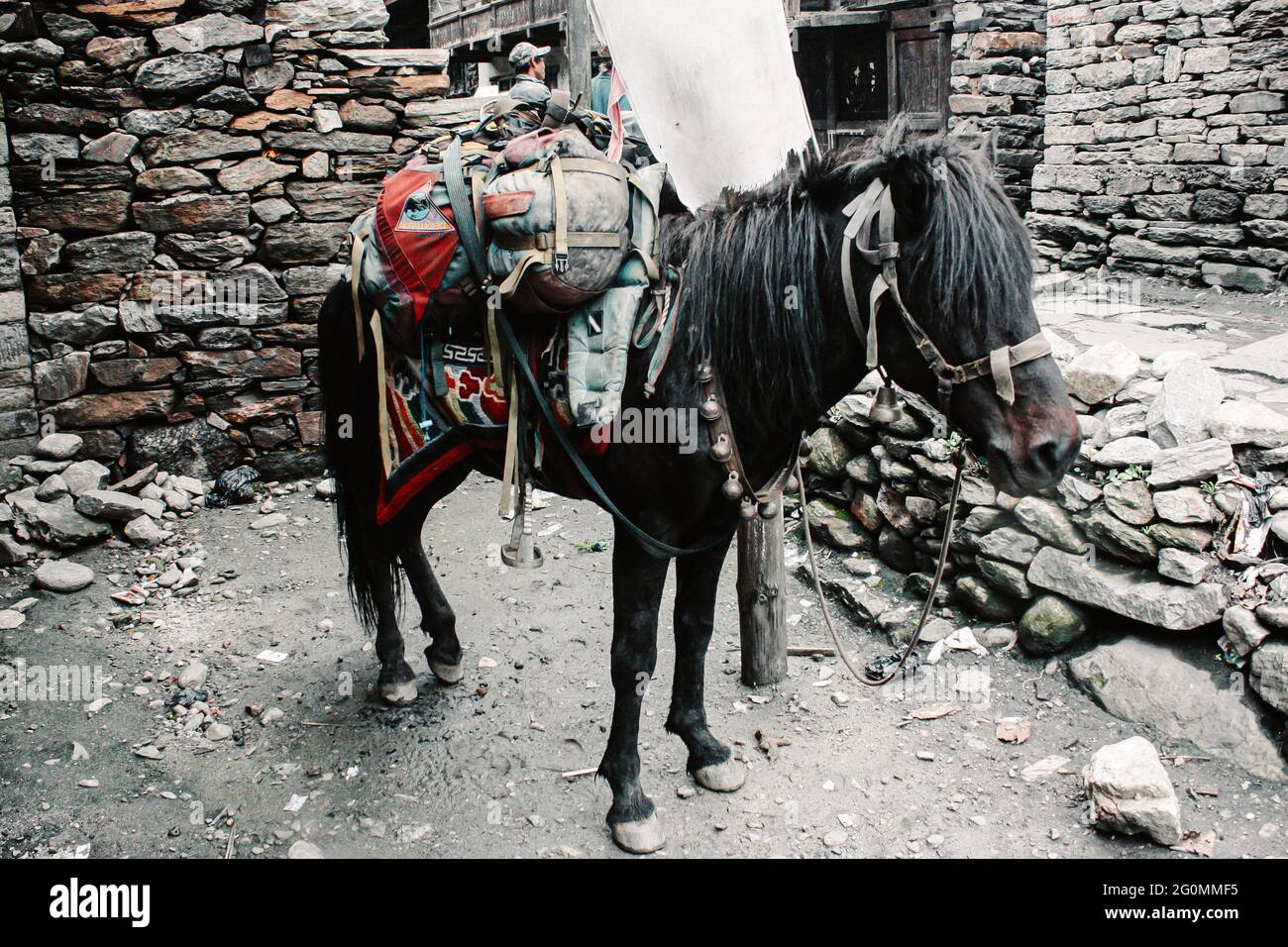 Pack donkey in a village Stock Photo - Alamy