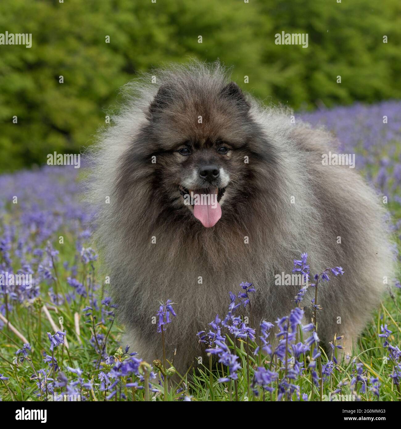 Keeshonden hi-res stock photography and images - Alamy