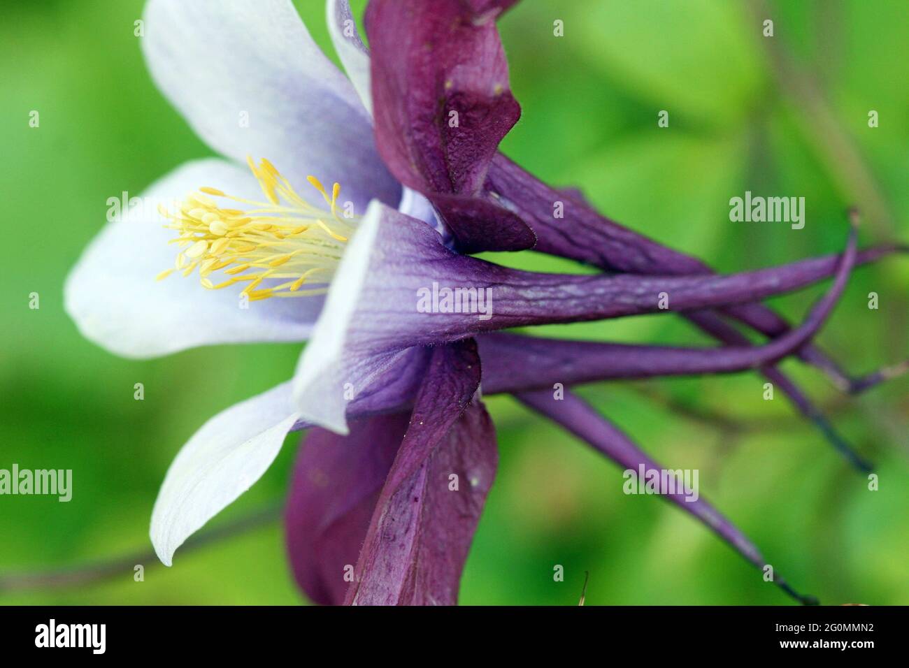Grannys nightcap hi-res stock photography and images - Alamy