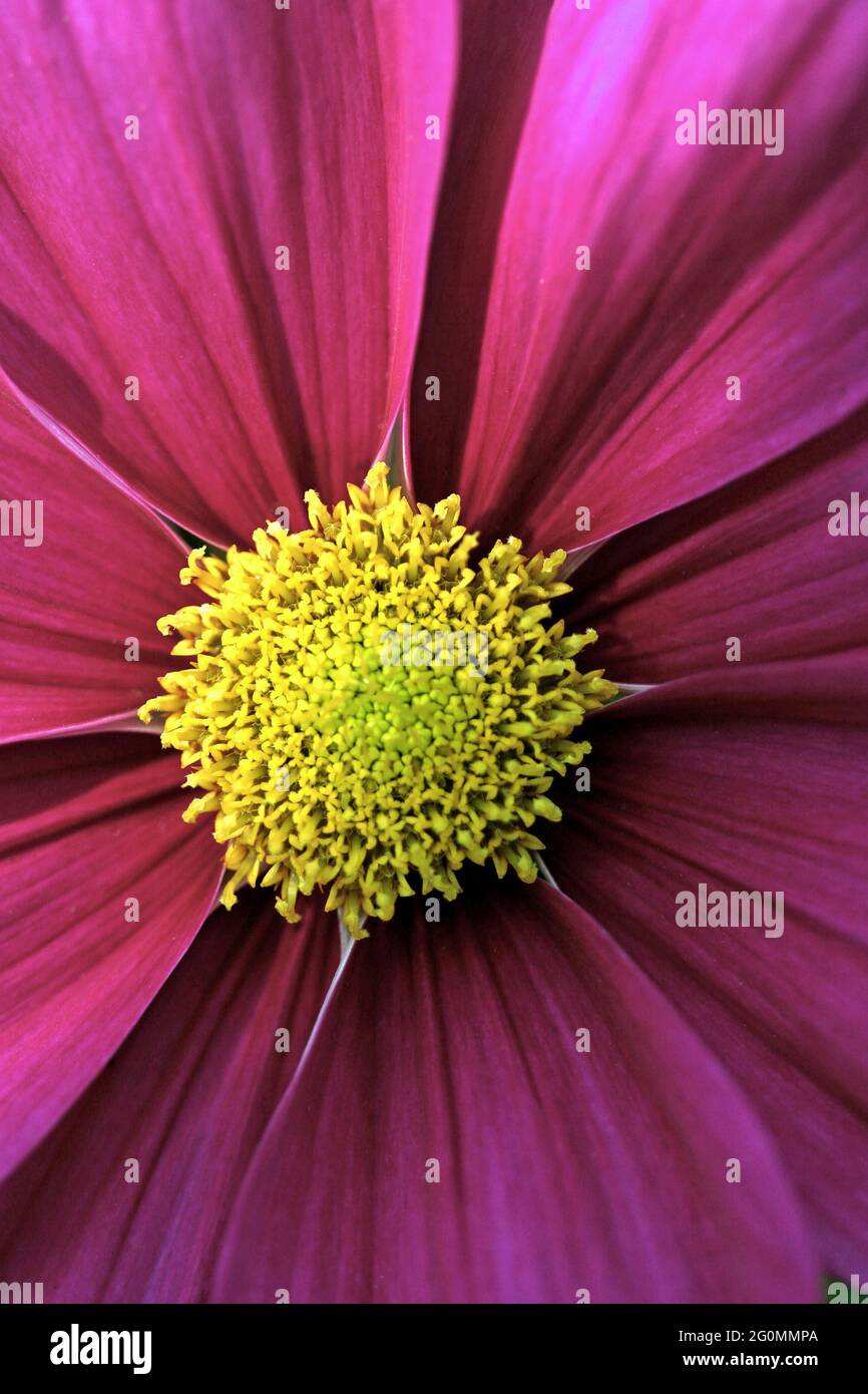 A close-up image of the overlapping petals (ray florets) of a deep pink ...