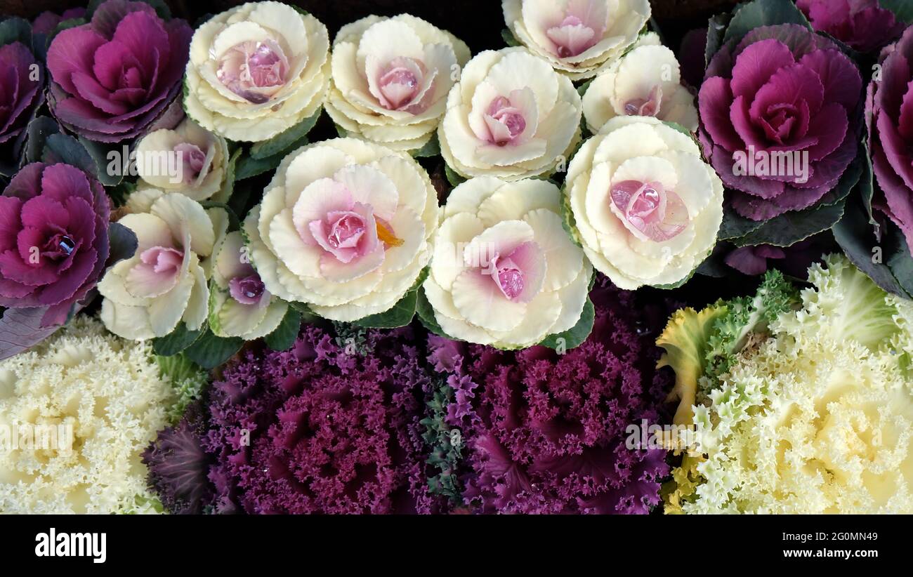 Ornamental cabbage winter hi-res stock photography and images - Alamy