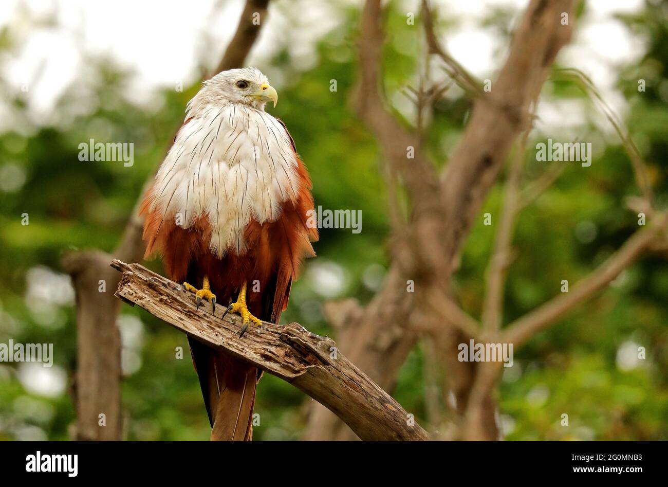 Brahminy Kite closeup images- Haliastur indus, Begur Lake, Bangalore ...