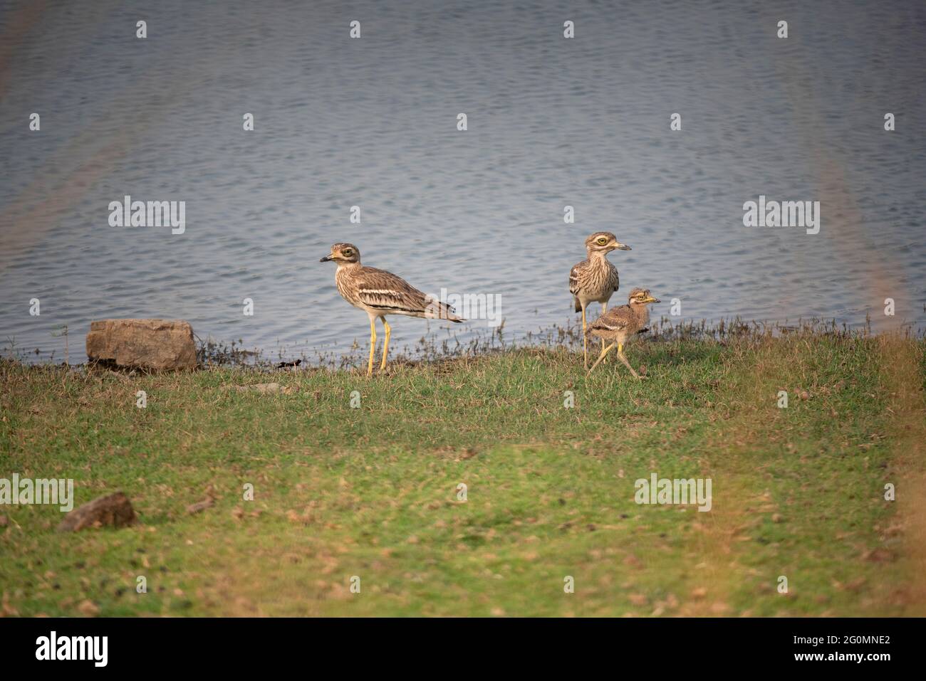 Family of Indian stone-curlew or Indian thick-knee, Burhinus indicus ...