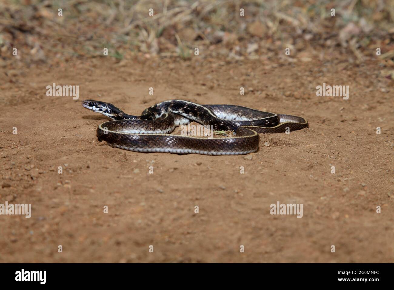 Egg eater snake tree hi-res stock photography and images - Alamy