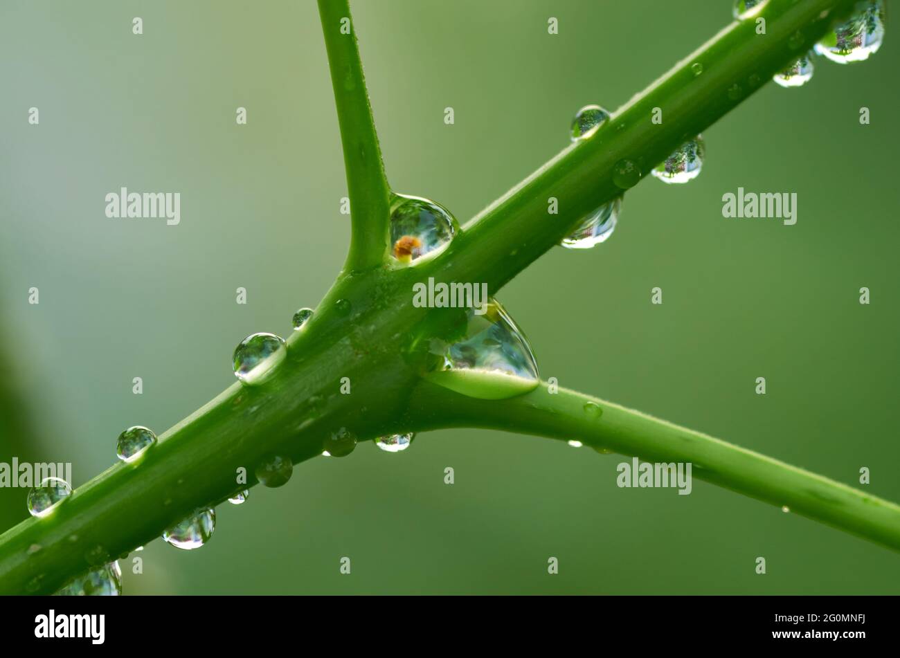 Water drops on the stem Stock Photo - Alamy