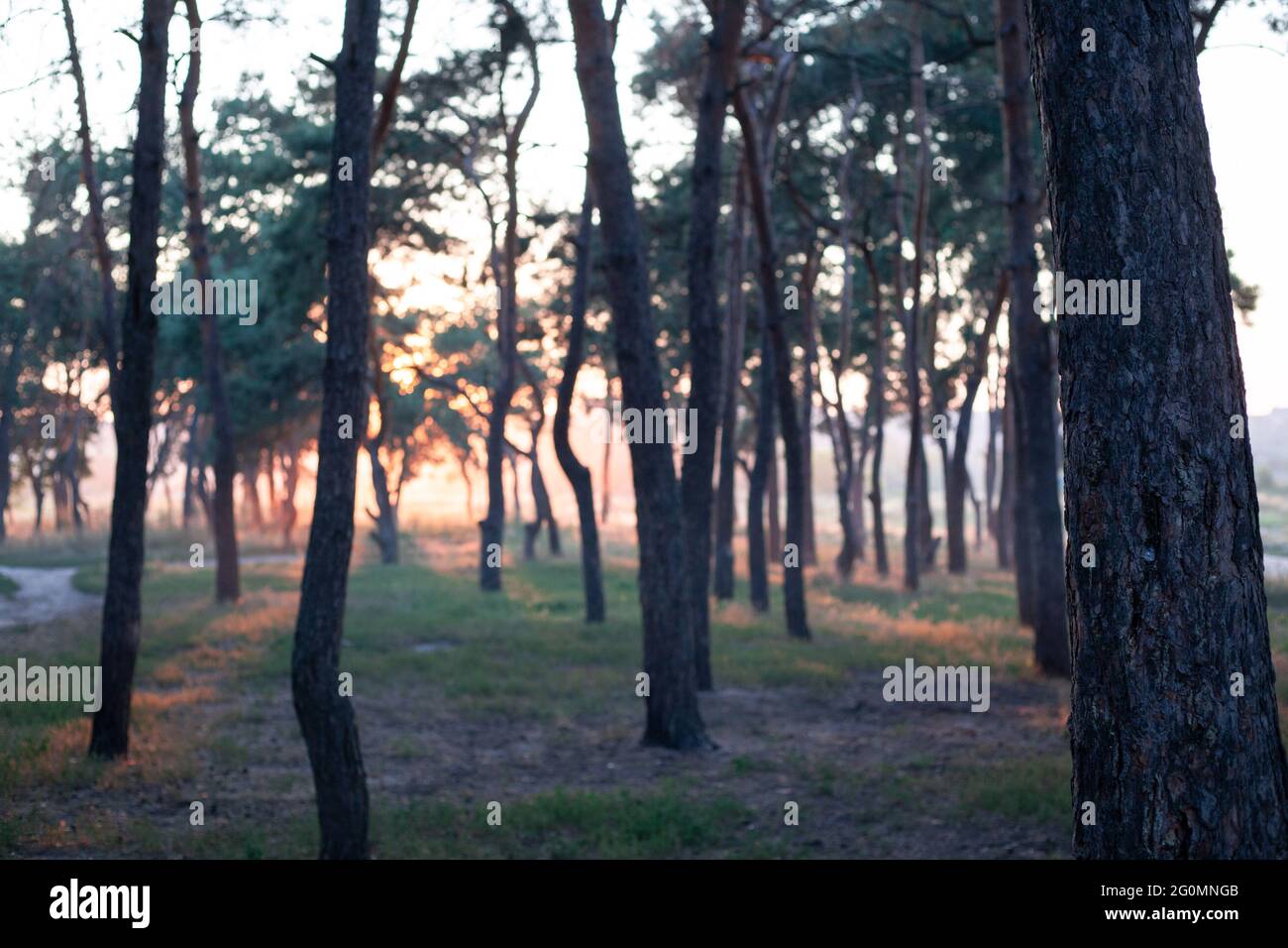 Sun through pines hi-res stock photography and images - Alamy